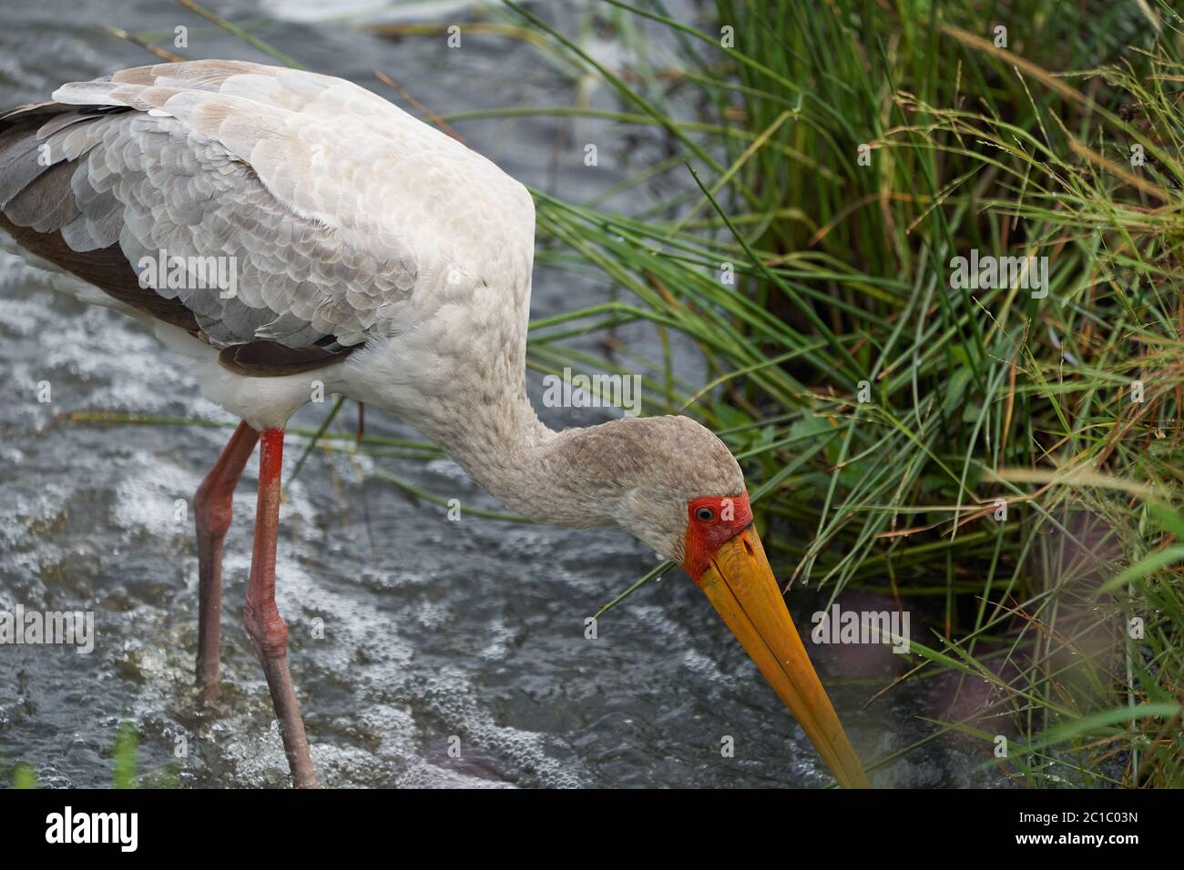 Yellow-billed stork Mycteria ibis also called wood stork or wood ibis ...