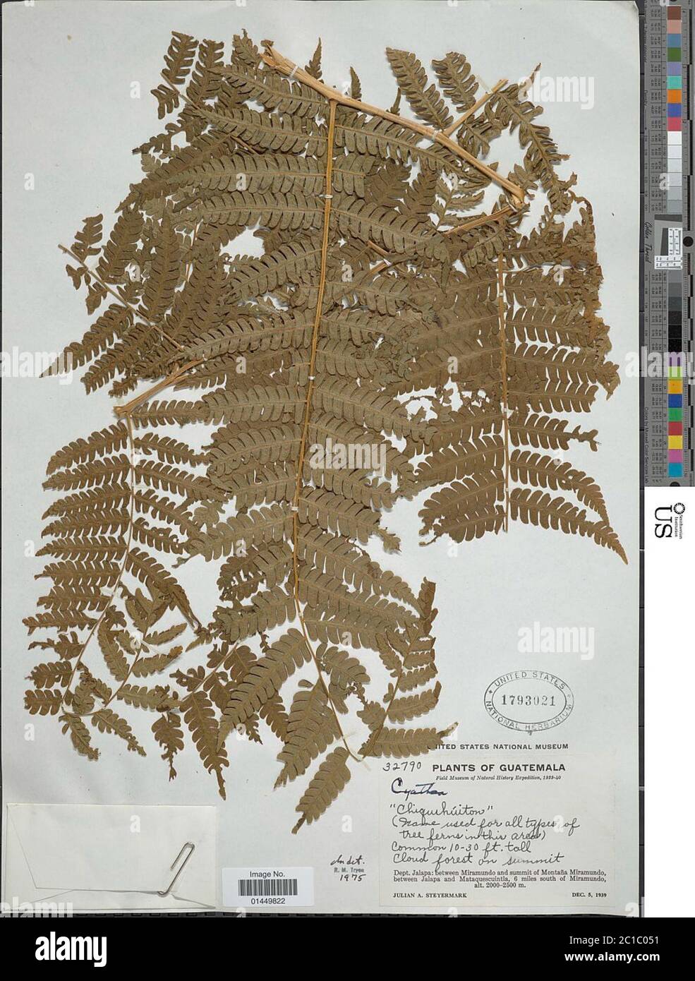 Cyathea sp hi-res stock photography and images - Alamy