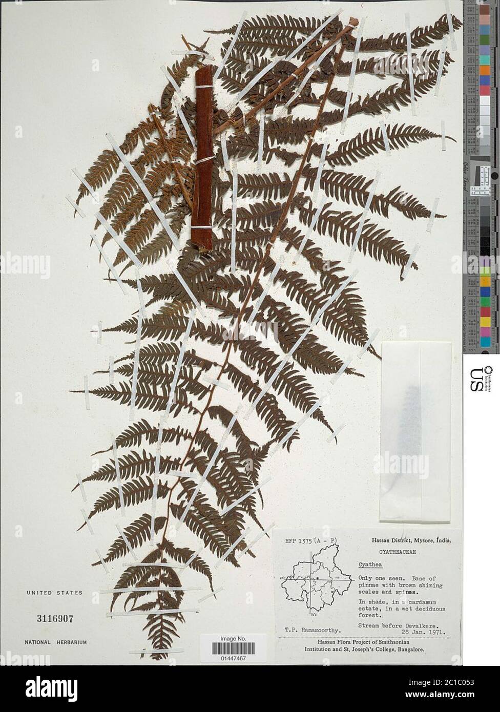 Sphaeropteris sp Sphaeropteris sp Stock Photo - Alamy