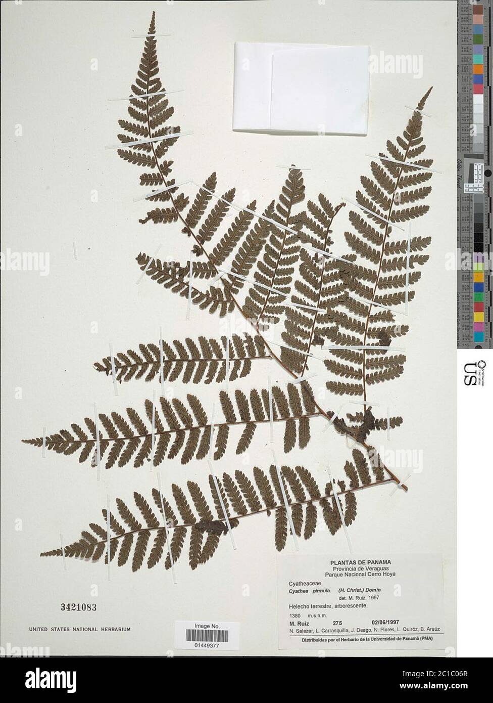 Cyathea pinnula Christ RC Moran Cyathea pinnula Christ RC Moran Stock ...