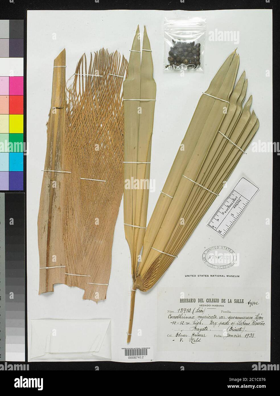 Coccothrinax muricata var savannarum Len Coccothrinax muricata var ...