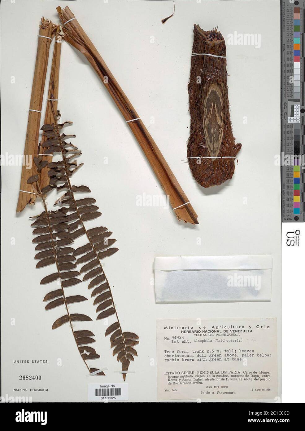 Cyathea sp hi-res stock photography and images - Alamy