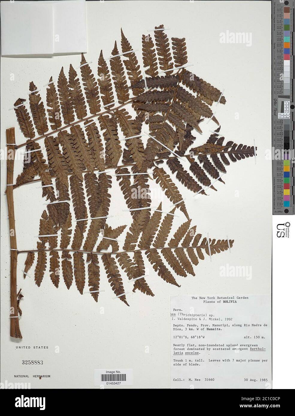 Cyathea sp hi-res stock photography and images - Alamy