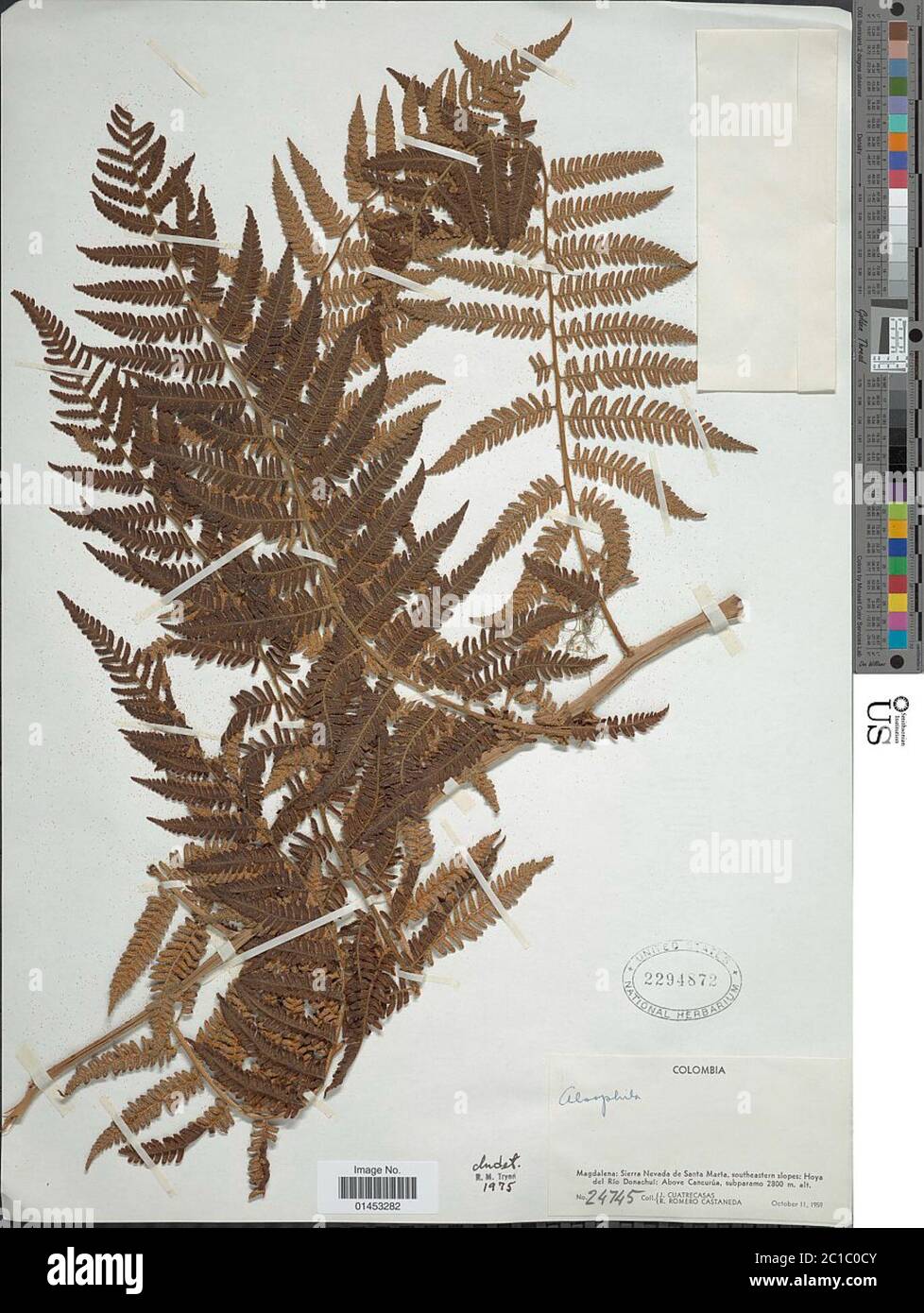 Cyathea sp hi-res stock photography and images - Alamy