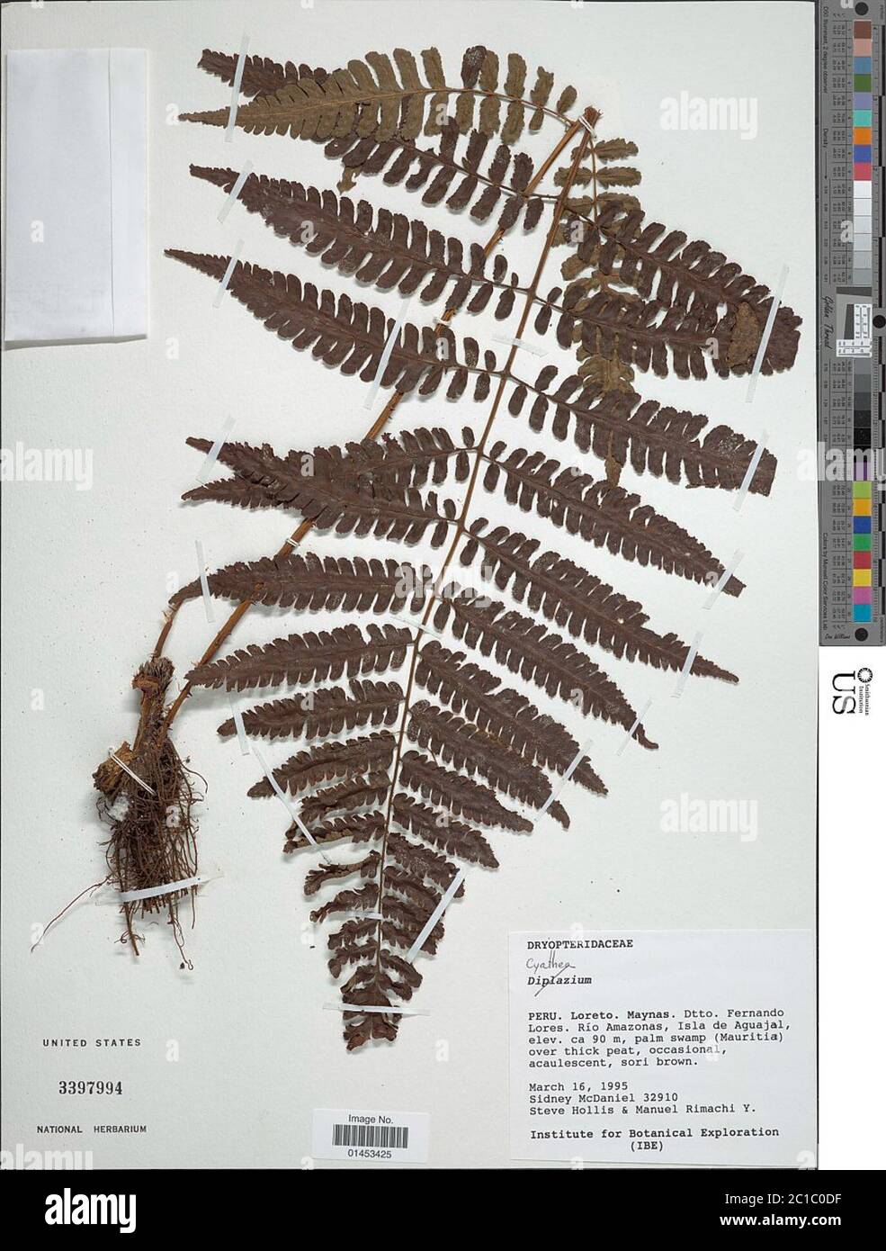 Cyathea sp hi-res stock photography and images - Alamy