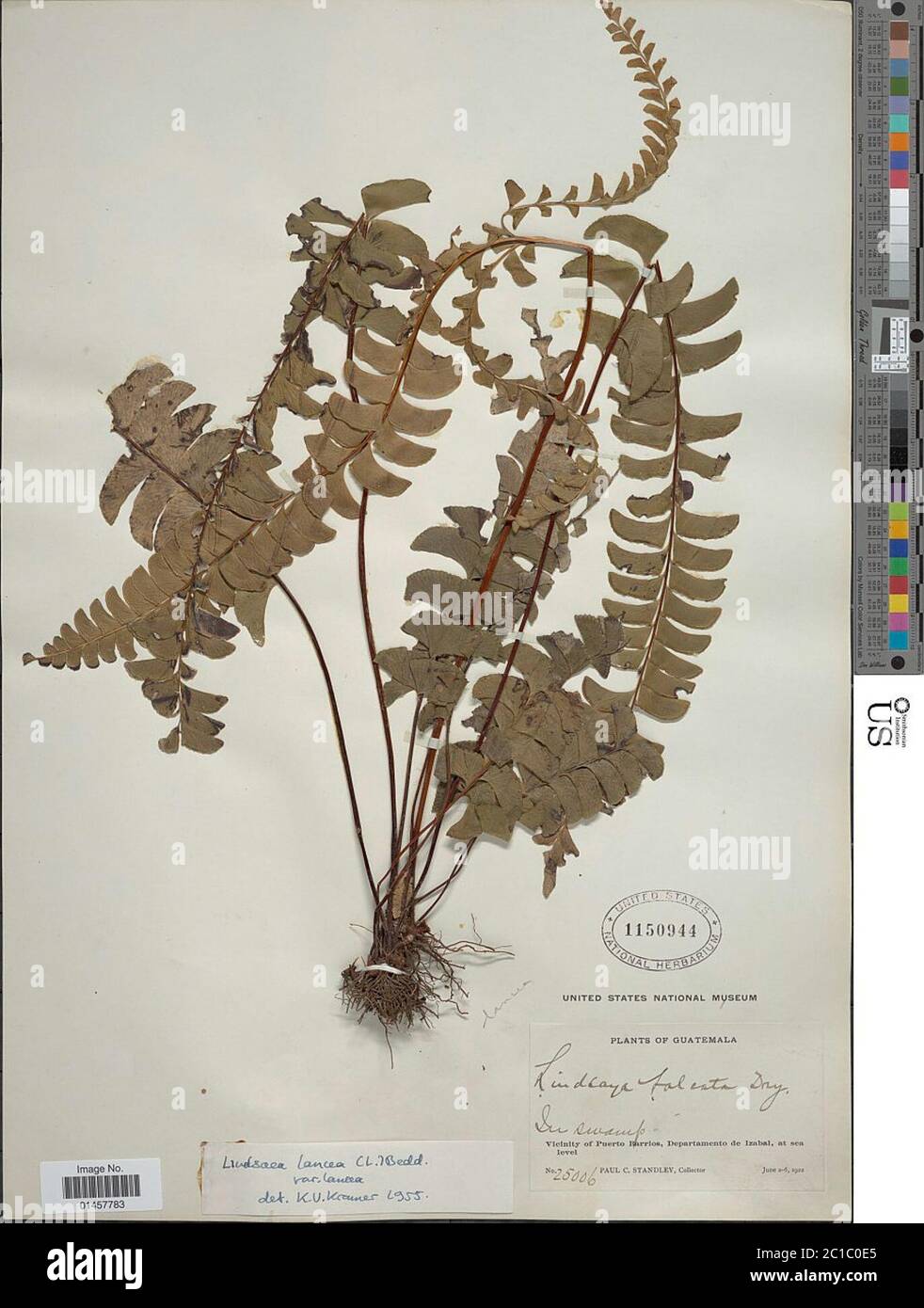 Lindsaea lancea L Bedd Lindsaea lancea L Bedd Stock Photo - Alamy