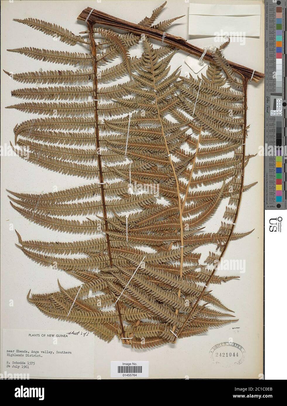 Alsophila sp hi-res stock photography and images - Alamy