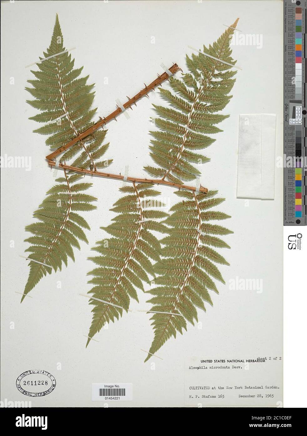 Microdonta hi-res stock photography and images - Alamy