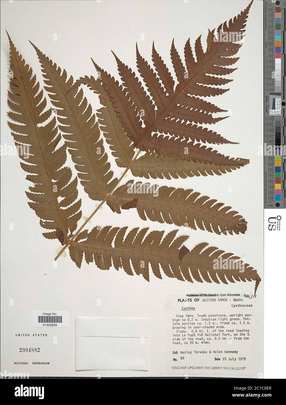 Alsophila sp hi-res stock photography and images - Alamy