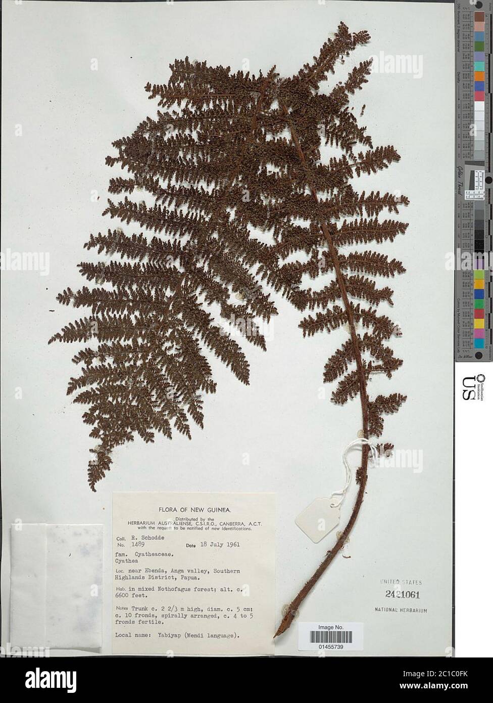 Alsophila sp hi-res stock photography and images - Alamy