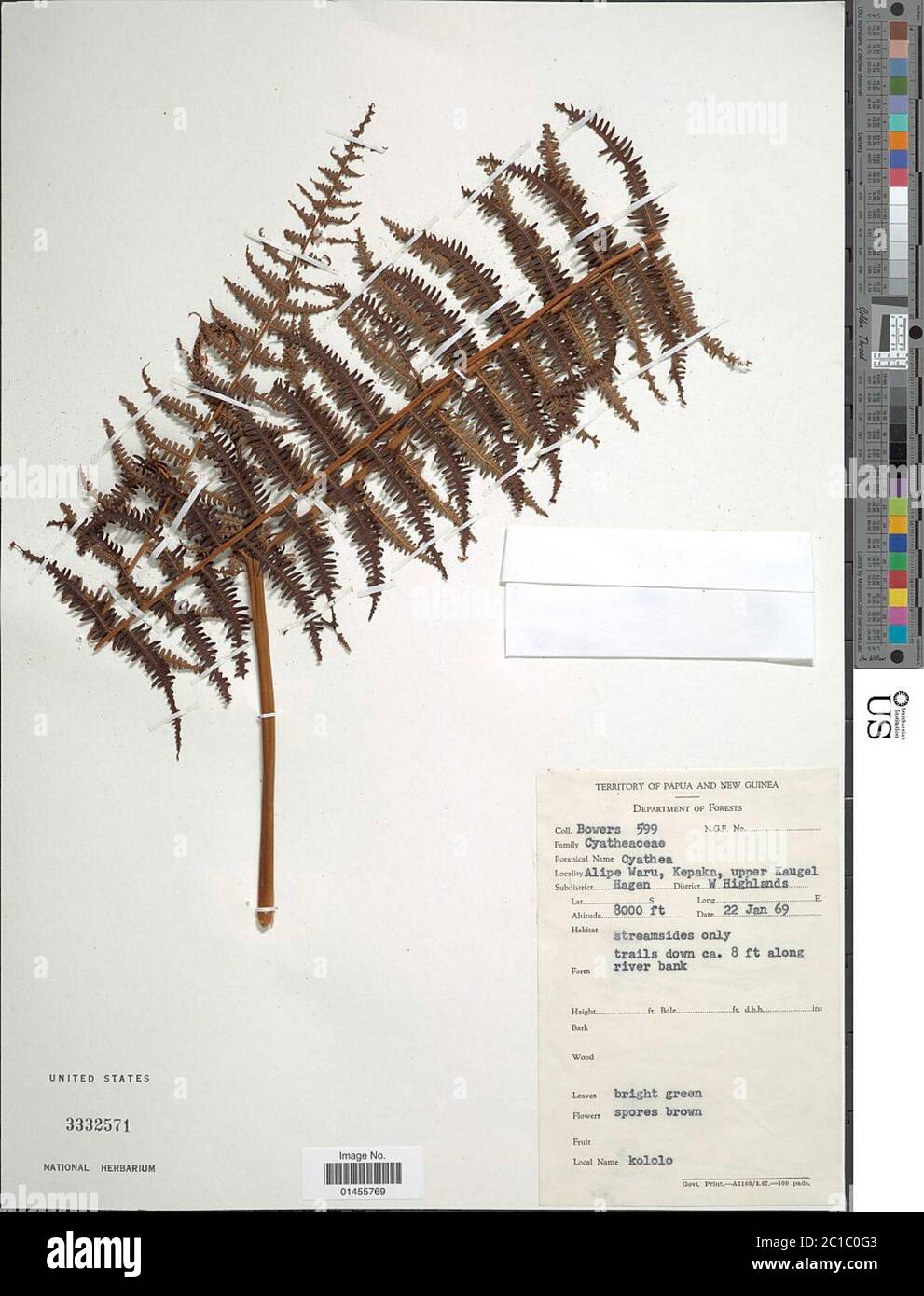 Alsophila sp hi-res stock photography and images - Alamy