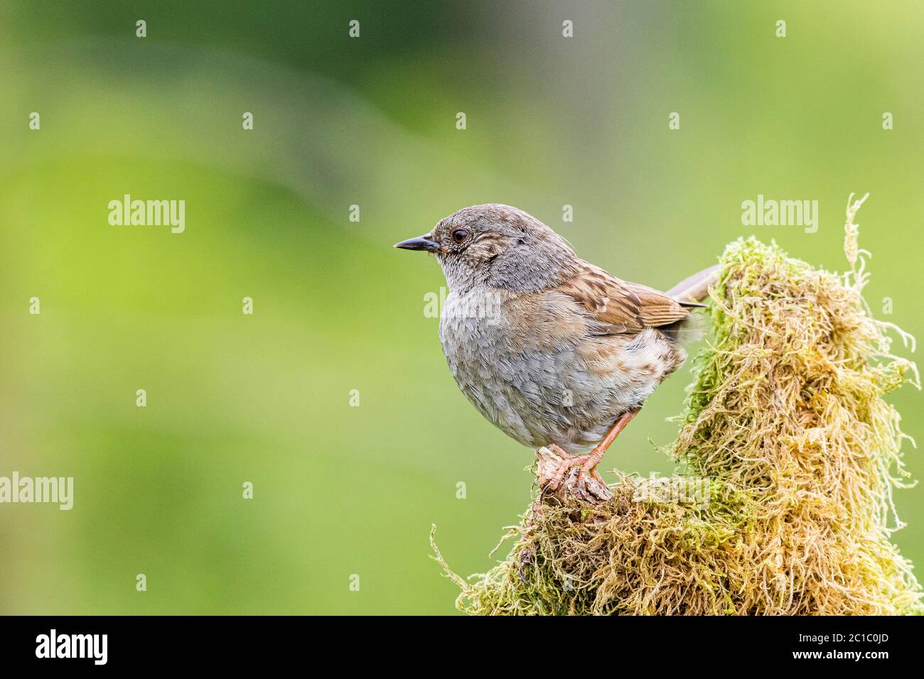 Dunnock in woods hi-res stock photography and images - Alamy