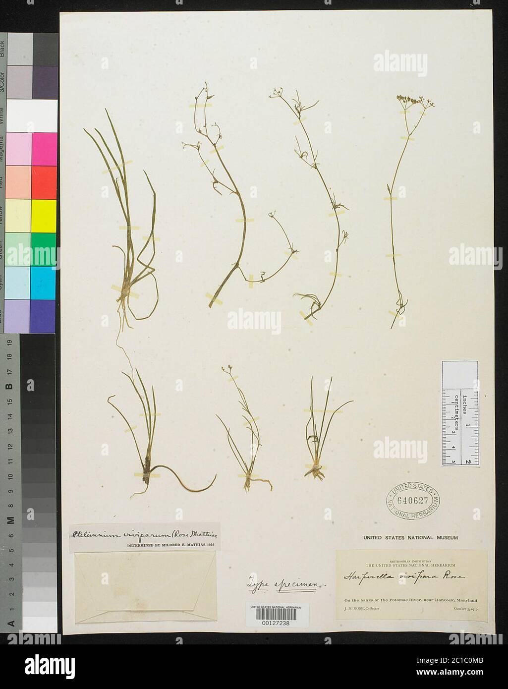 Harperella vivipara Rose Harperella vivipara Rose Stock Photo - Alamy