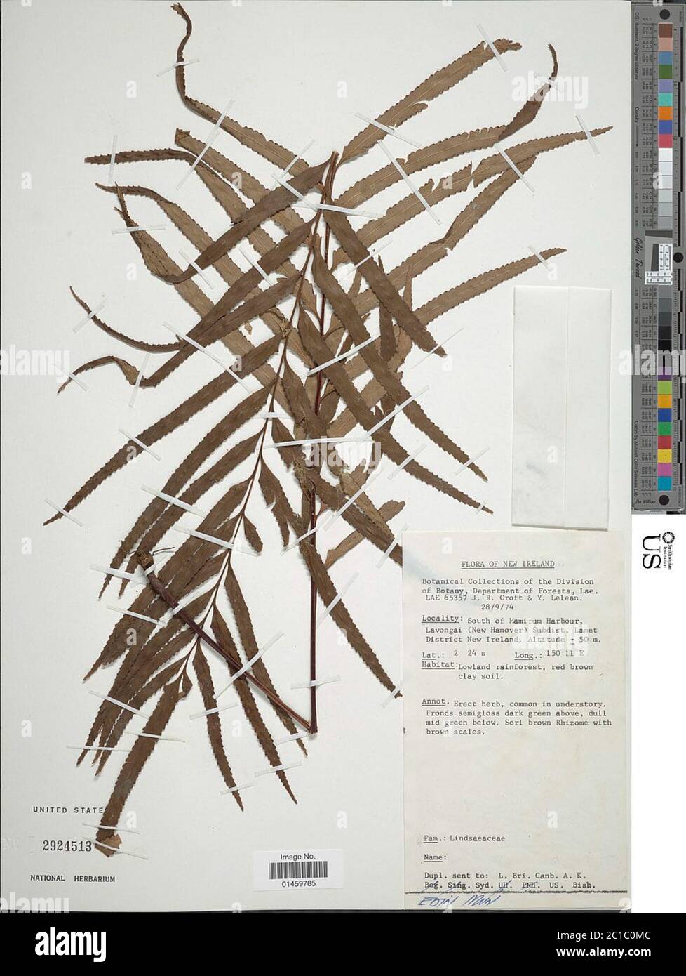 Lindsaea hi-res stock photography and images - Alamy