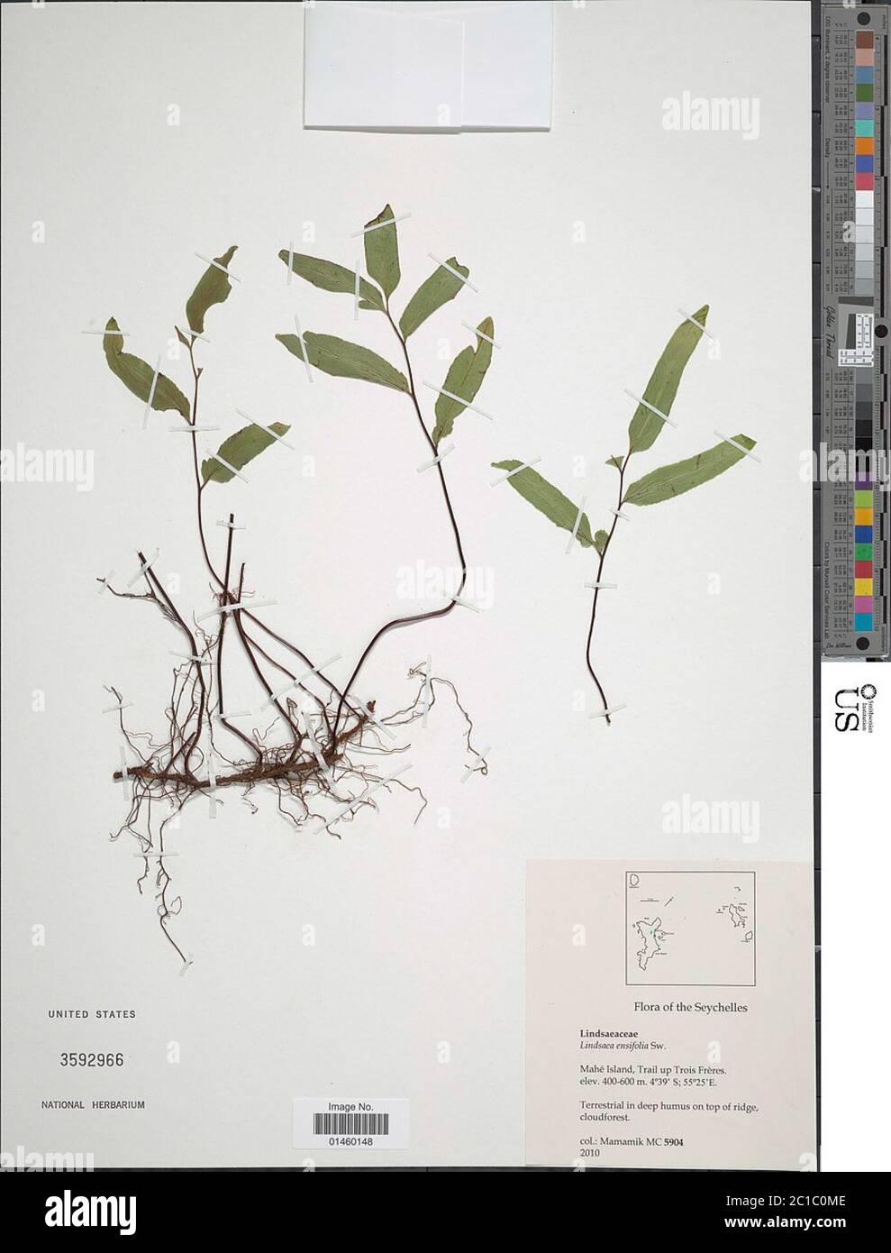 Lindsaea ensifolia Sw Lindsaea ensifolia Sw Stock Photo - Alamy