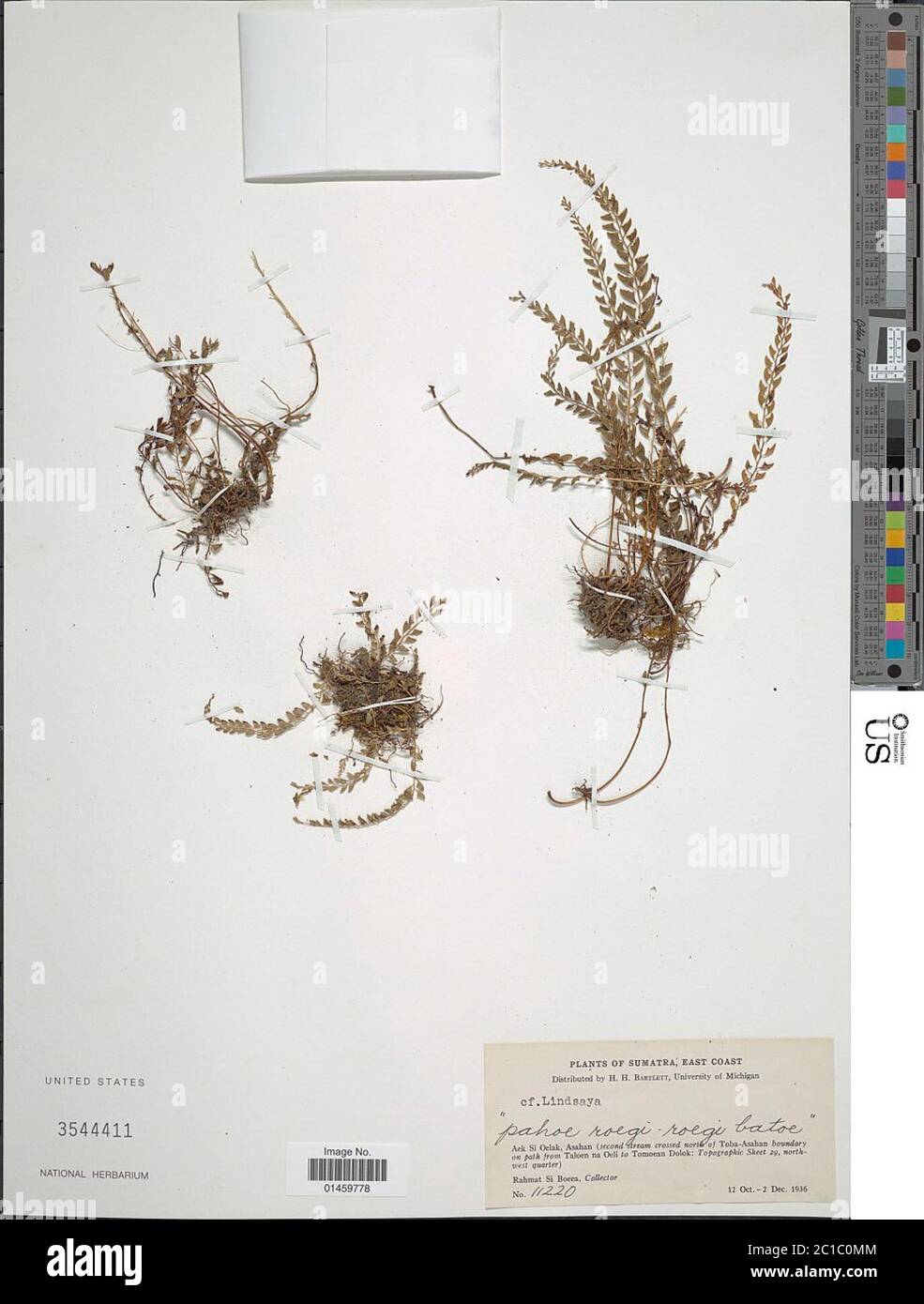 Lindsaea hi-res stock photography and images - Alamy