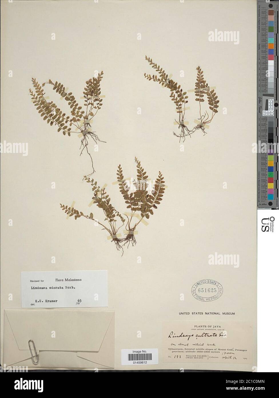 Lindsaea odorata Roxb Lindsaea odorata Roxb Stock Photo - Alamy