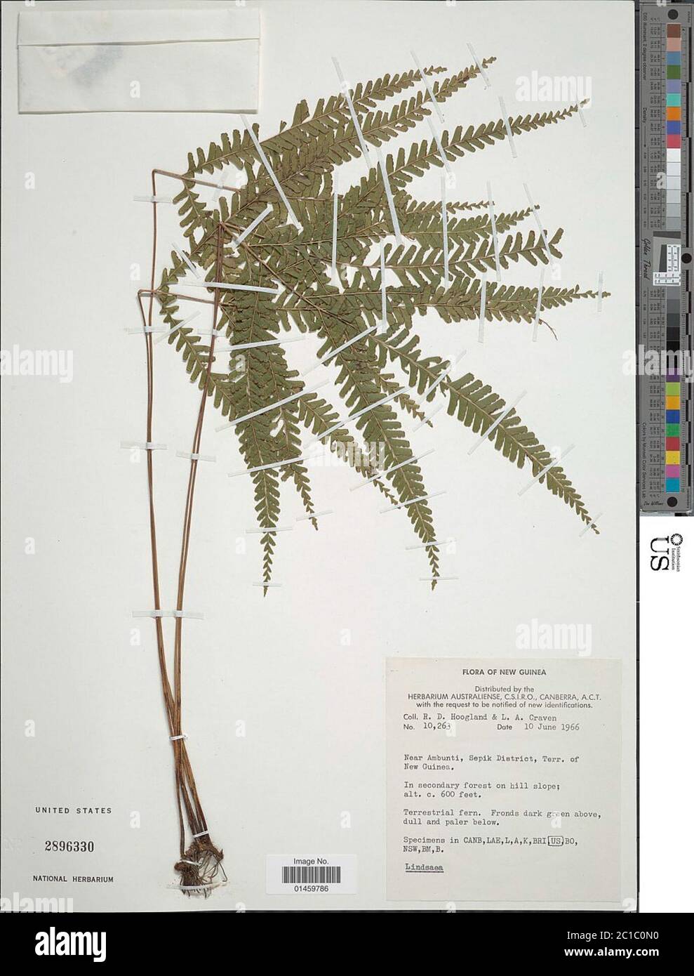 Lindsaea hi-res stock photography and images - Alamy