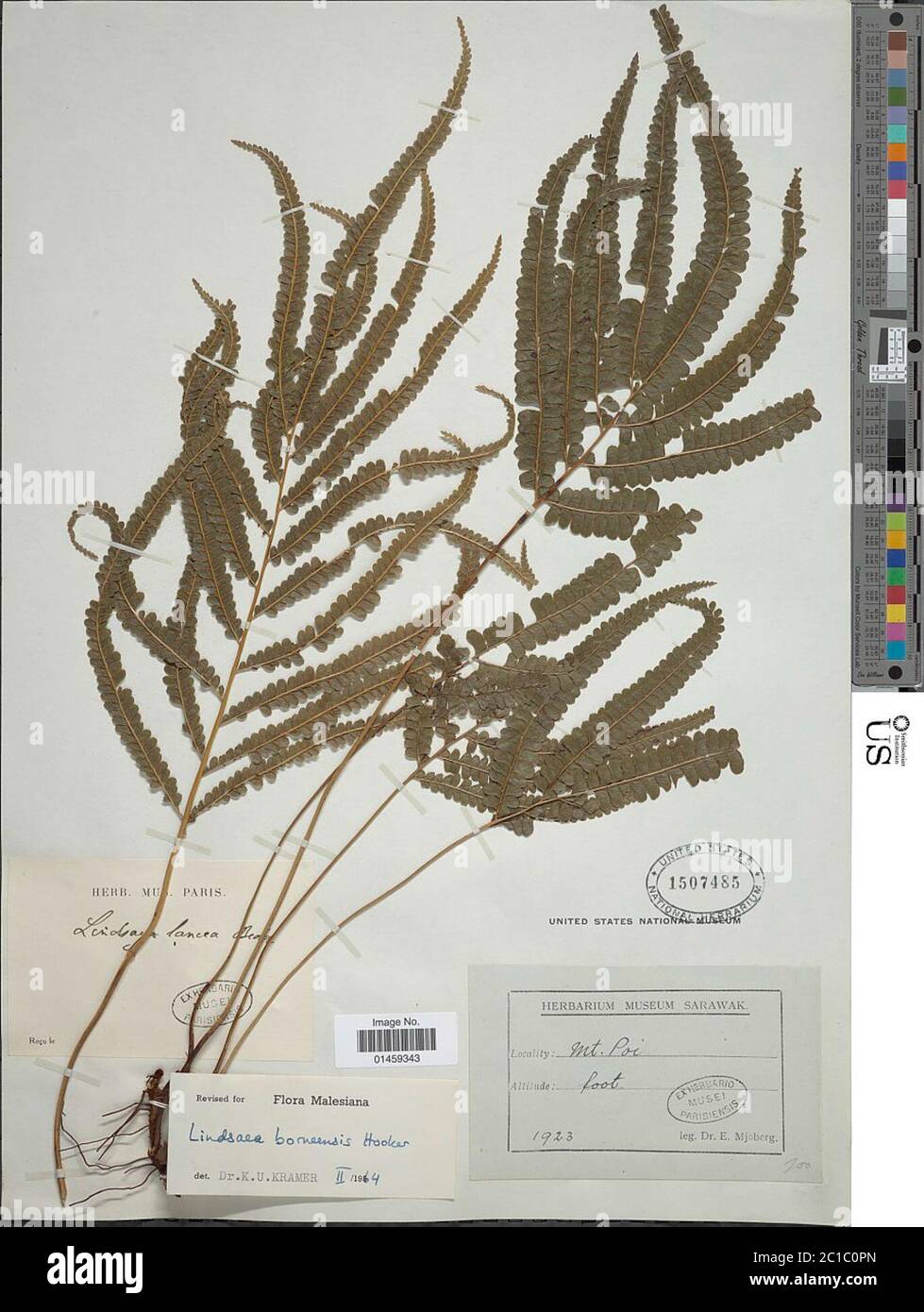 Lindsaea borneensis Hook Lindsaea borneensis Hook Stock Photo - Alamy