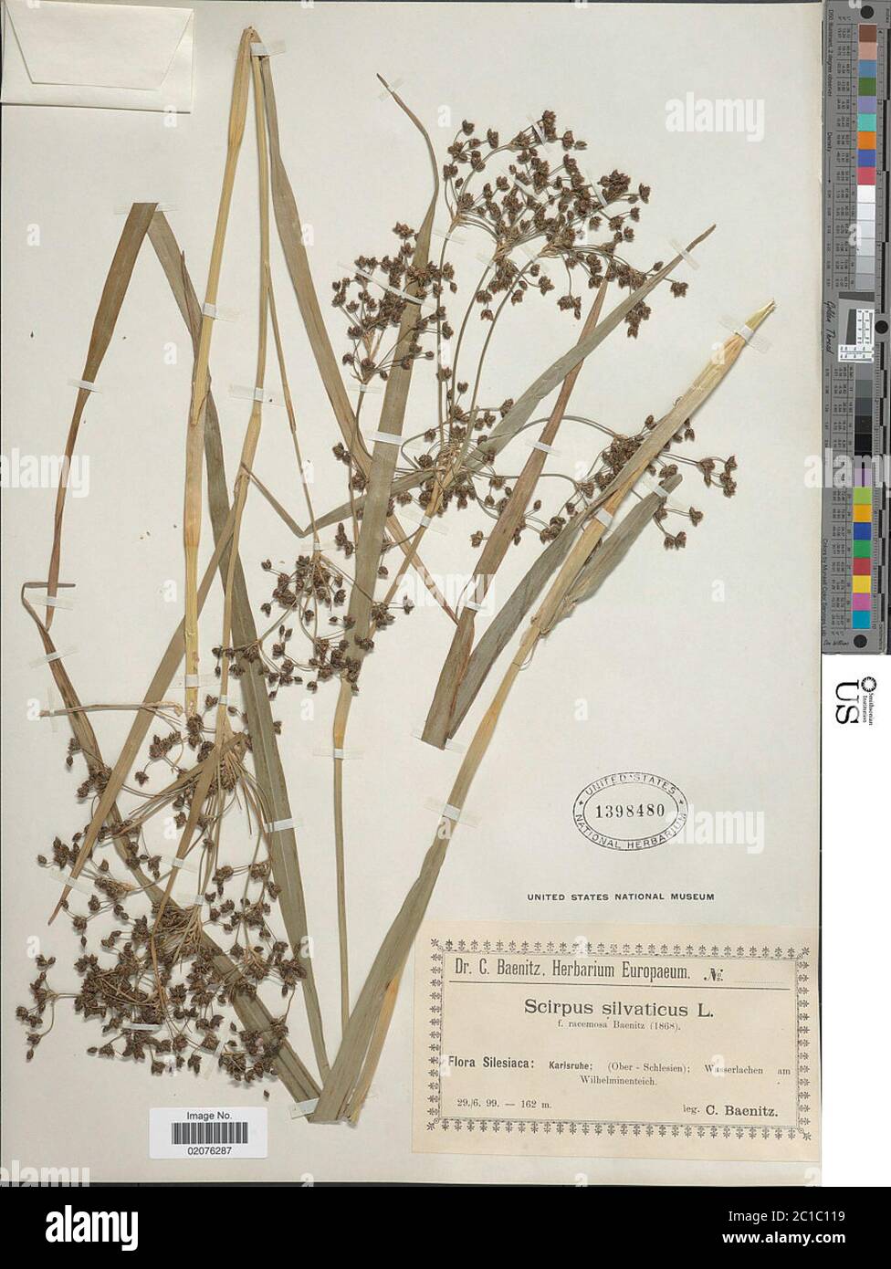 Scirpus sylvaticus Scirpus sylvaticus Stock Photo - Alamy