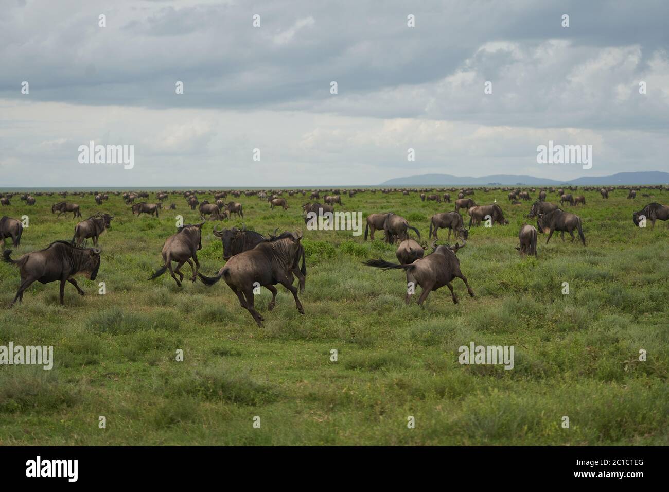 Great Migration Serengeti Gnu Wildebeest Zebra Connochaetes taurinus ...