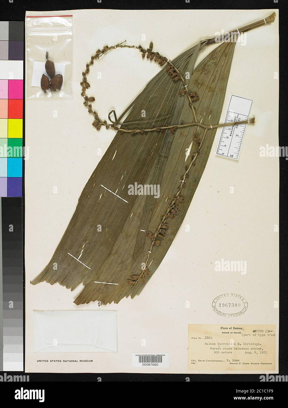 Balaka hi-res stock photography and images - Alamy