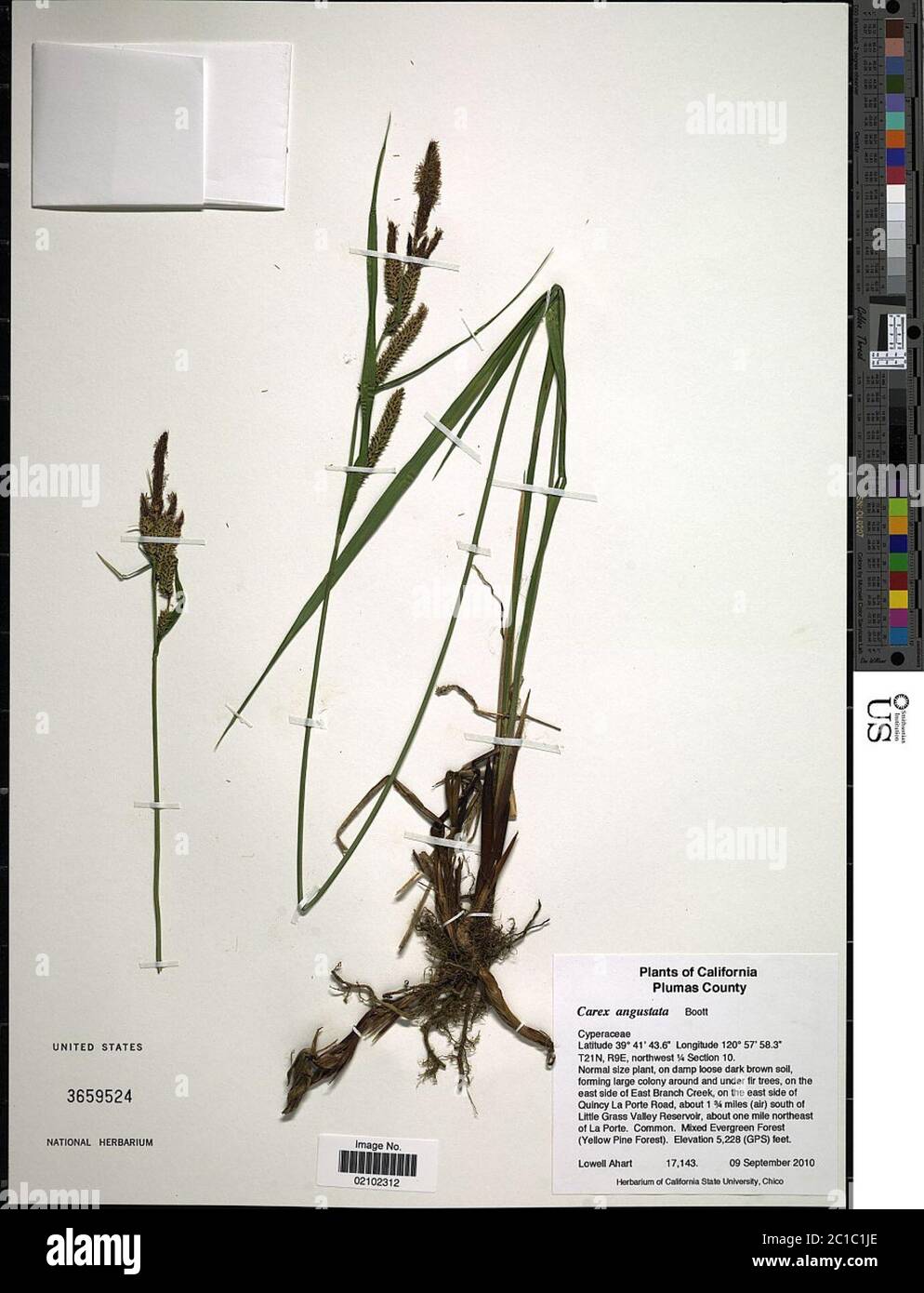 Carex angustata Boott Carex angustata Boott Stock Photo - Alamy