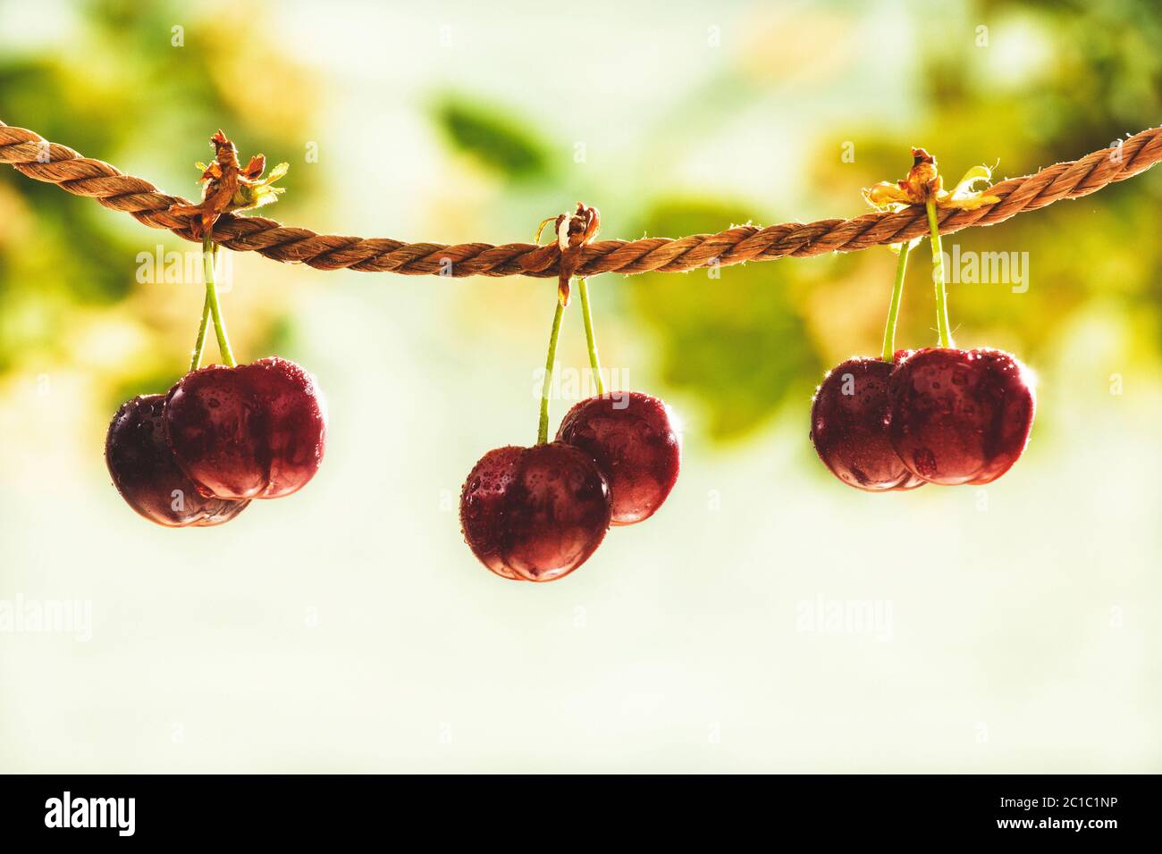 Cherries on string, orchard sunshine, summer day Stock Photo - Alamy