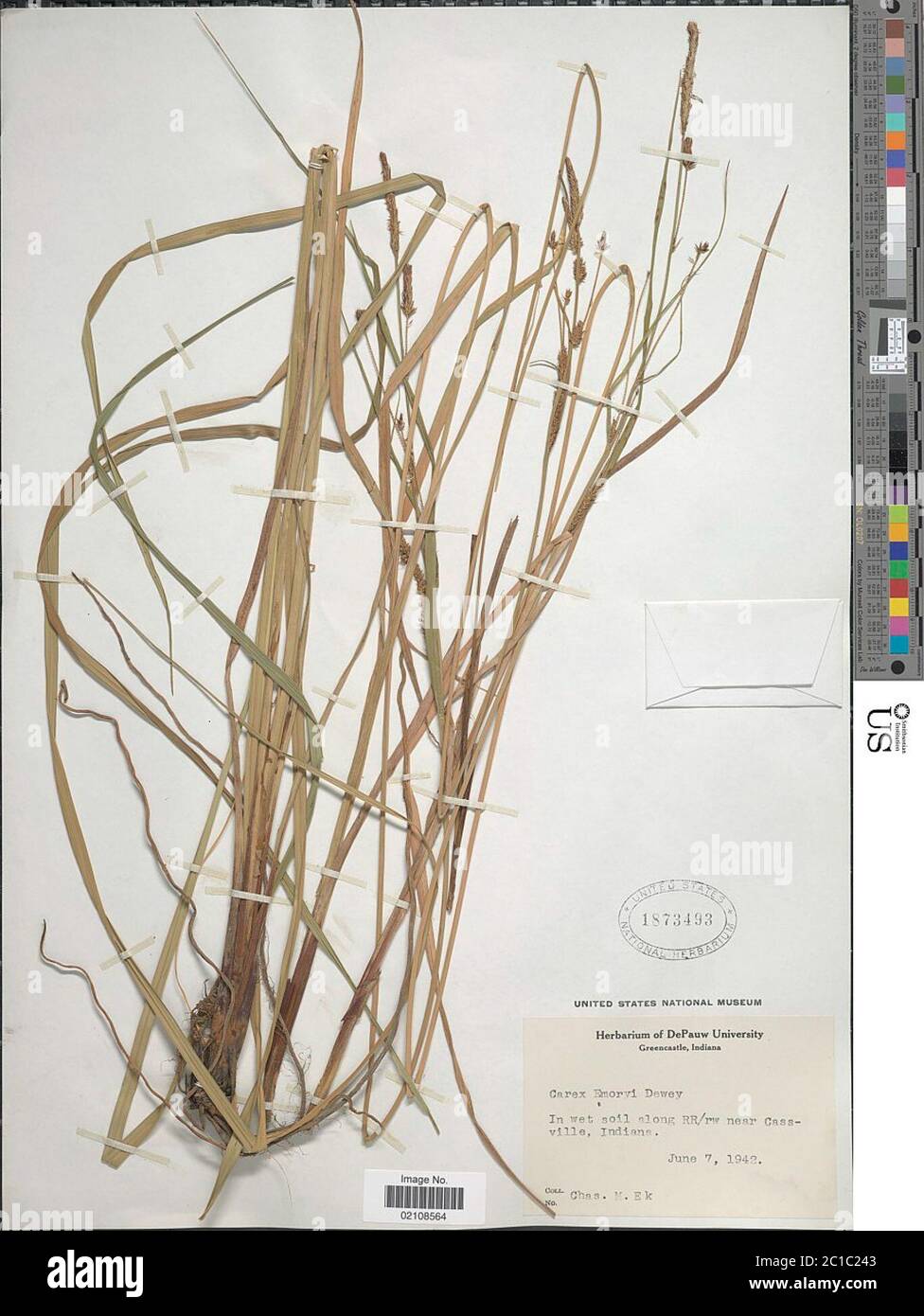 Carex emoryi Dewey Carex emoryi Dewey Stock Photo - Alamy