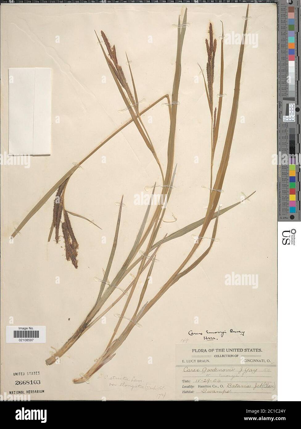 Carex emoryi Dewey Carex emoryi Dewey Stock Photo - Alamy