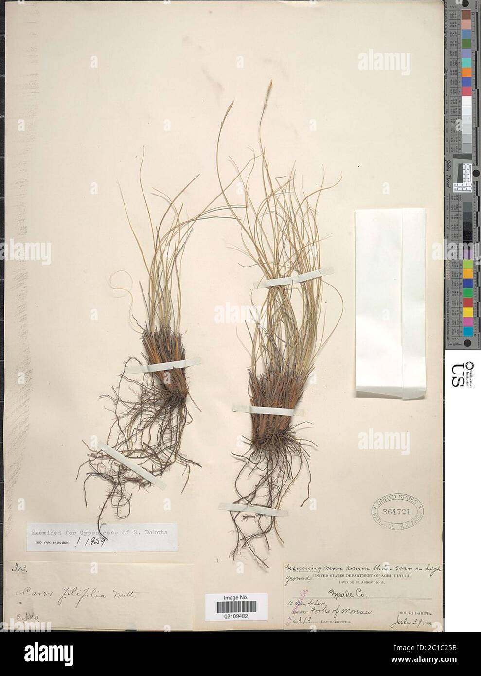 Carex filifolia Nutt Carex filifolia Nutt Stock Photo - Alamy