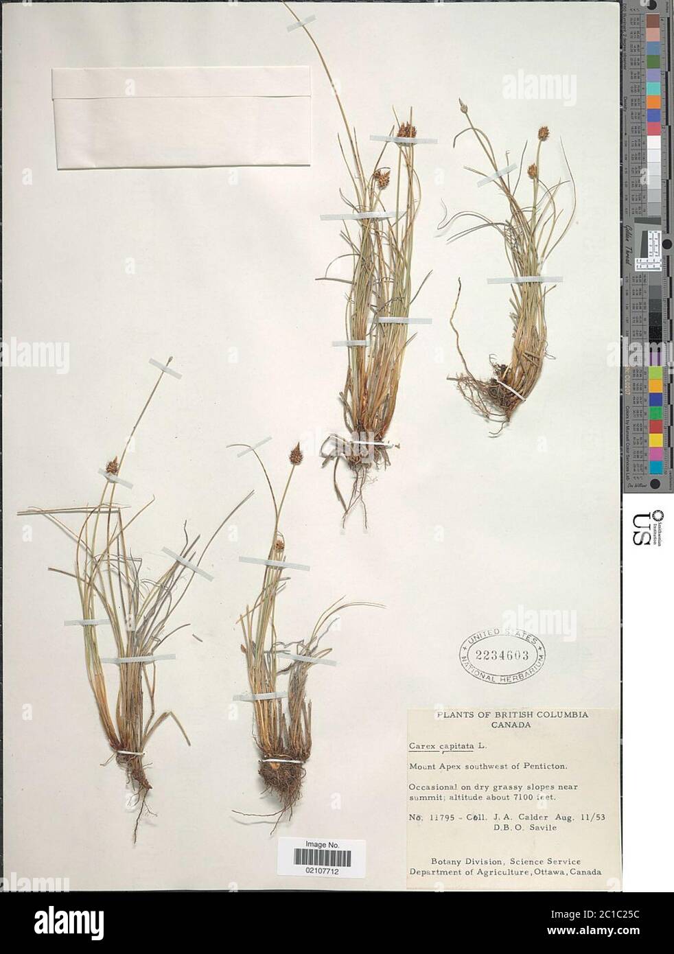 Carex capitata L Carex capitata L Stock Photo - Alamy