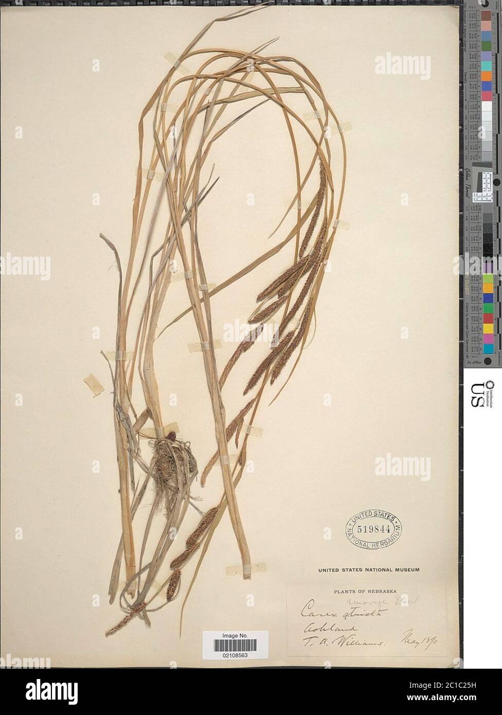 Carex emoryi Dewey Carex emoryi Dewey Stock Photo - Alamy