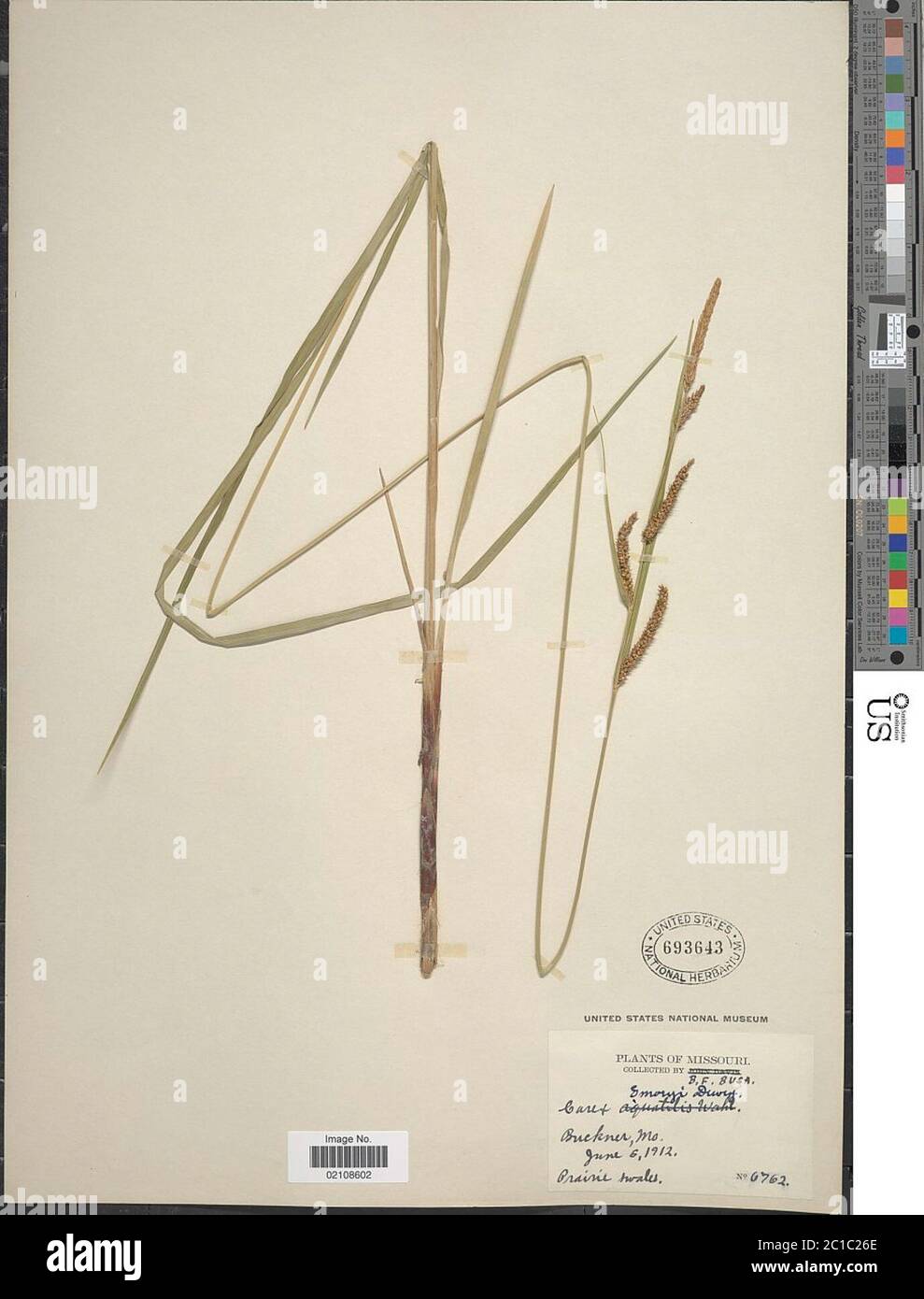 Carex emoryi Dewey Carex emoryi Dewey Stock Photo - Alamy