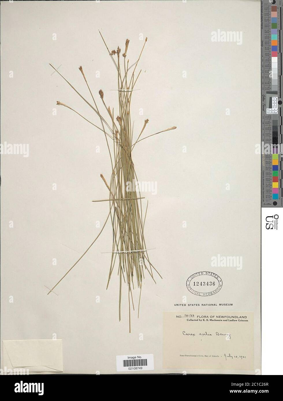 Carex exilis hi-res stock photography and images - Alamy