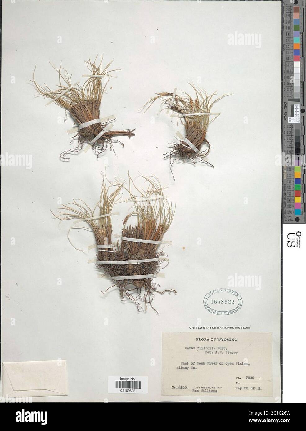 Carex filifolia Nutt Carex filifolia Nutt Stock Photo - Alamy