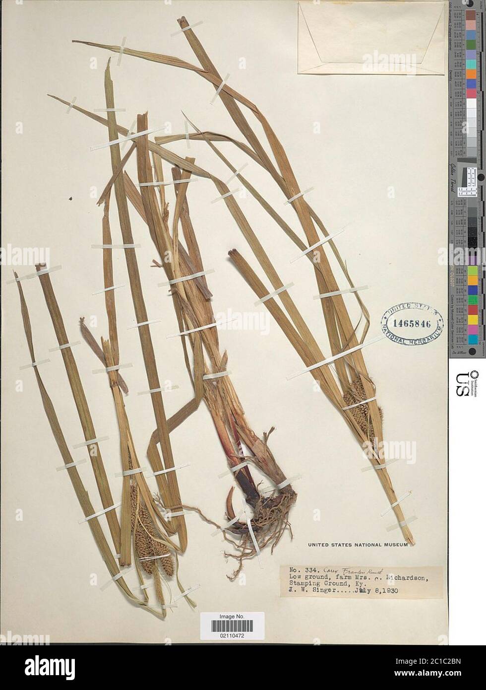 Carex frankii Kunth Carex frankii Kunth Stock Photo - Alamy