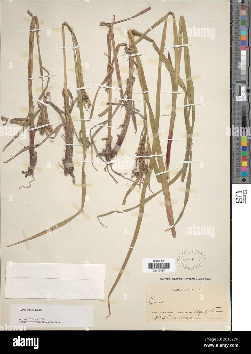 Carex frankii Kunth Carex frankii Kunth Stock Photo - Alamy