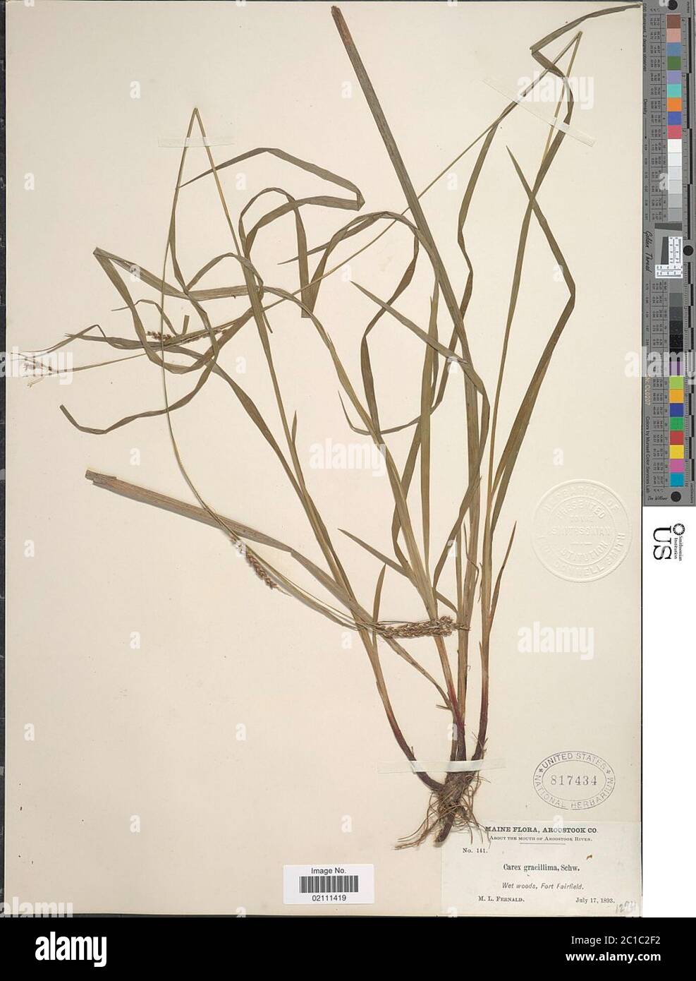 Carex gracillima Schwein Carex gracillima Schwein Stock Photo - Alamy