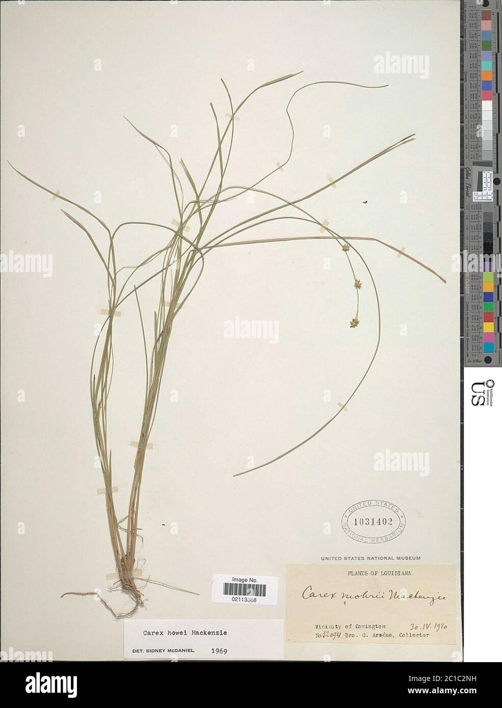 Carex howei Carex howei Stock Photo - Alamy