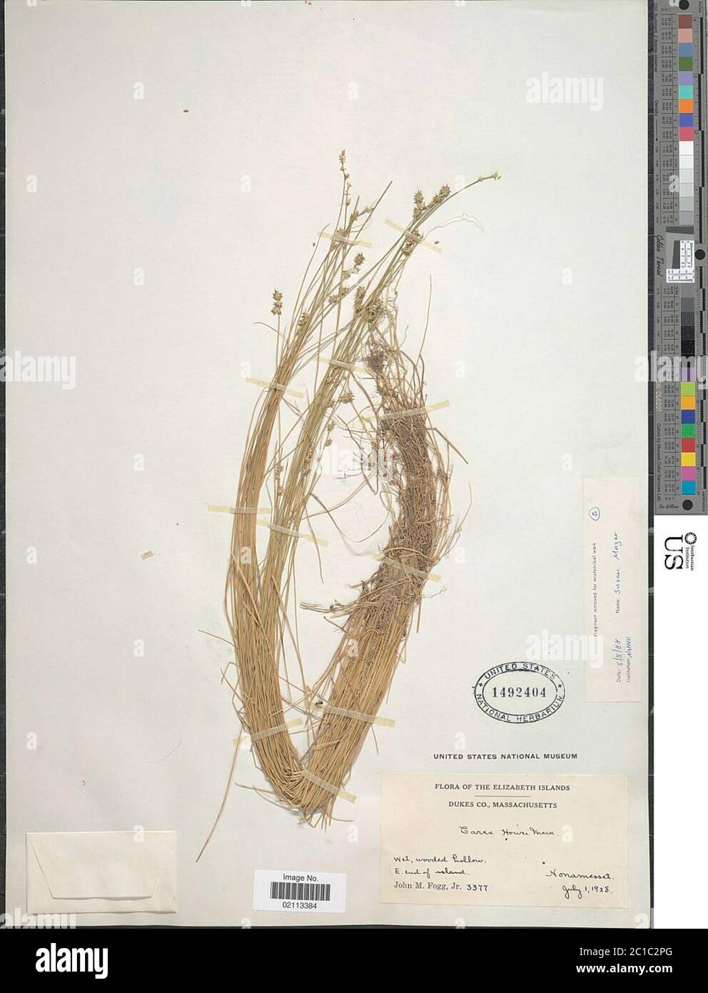 Carex howei Carex howei Stock Photo - Alamy