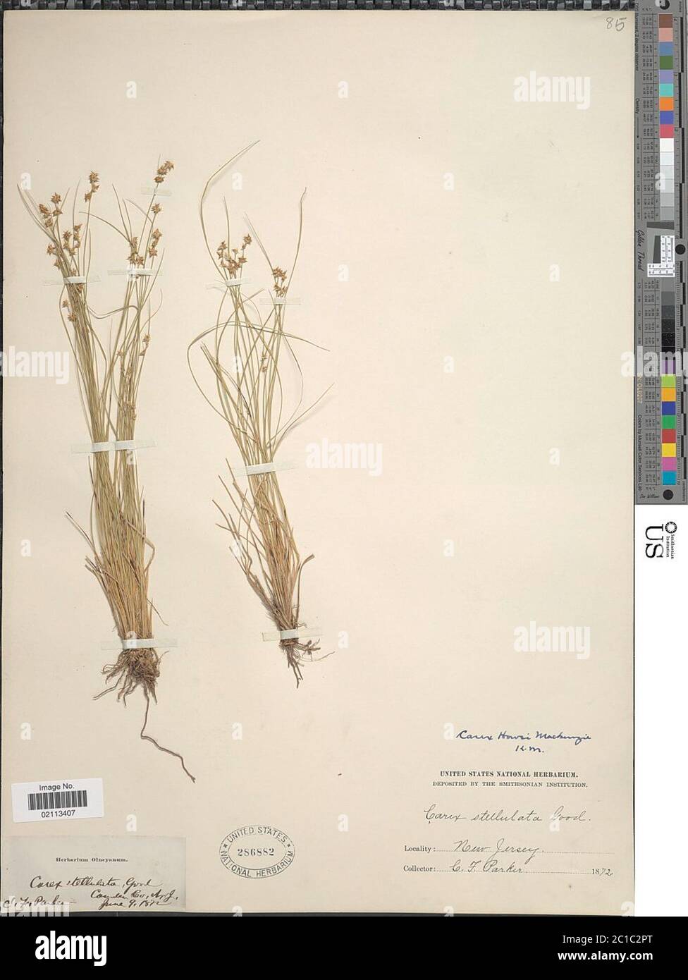 Carex howei Carex howei Stock Photo - Alamy