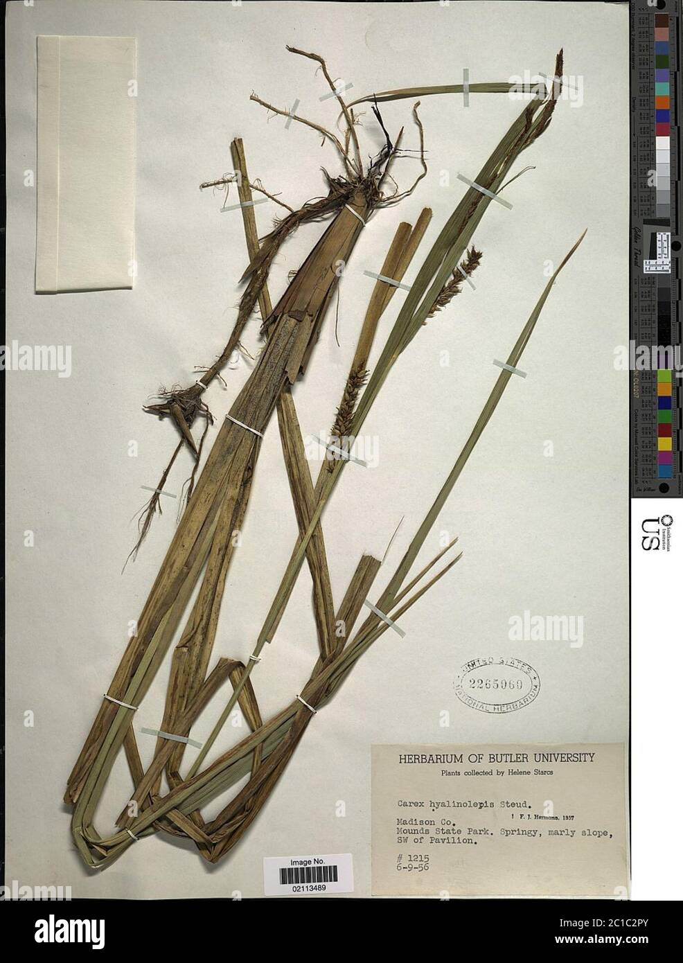 Carex hyalinolepis Steud Carex hyalinolepis Steud Stock Photo - Alamy