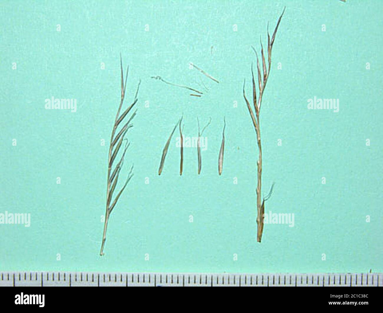 Nardus stricta hi-res stock photography and images - Alamy