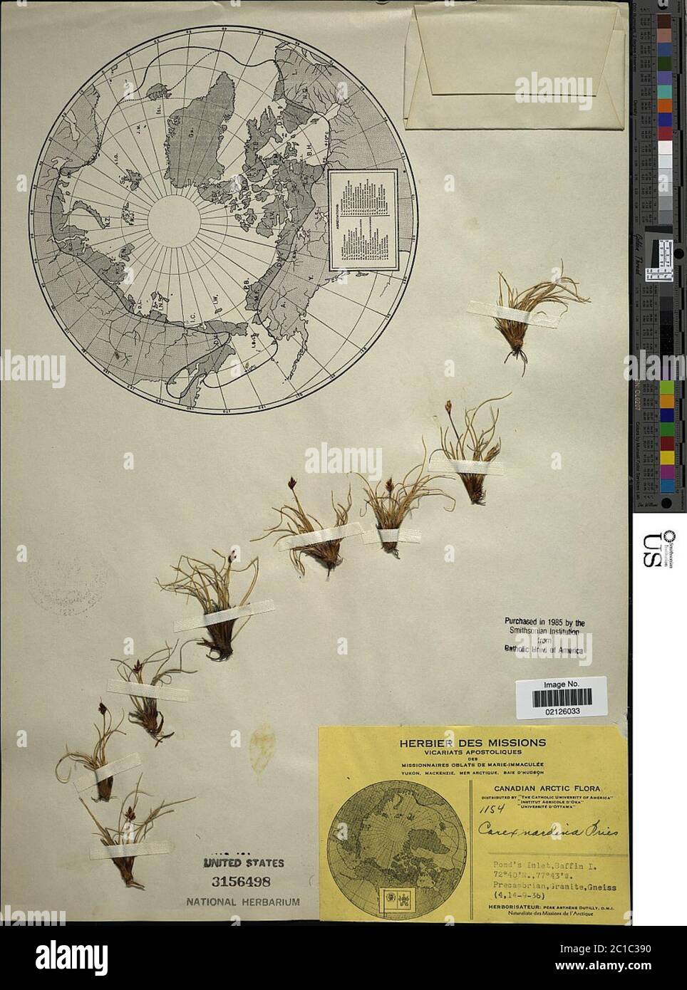 Carex nardina Fr Carex nardina Fr Stock Photo - Alamy