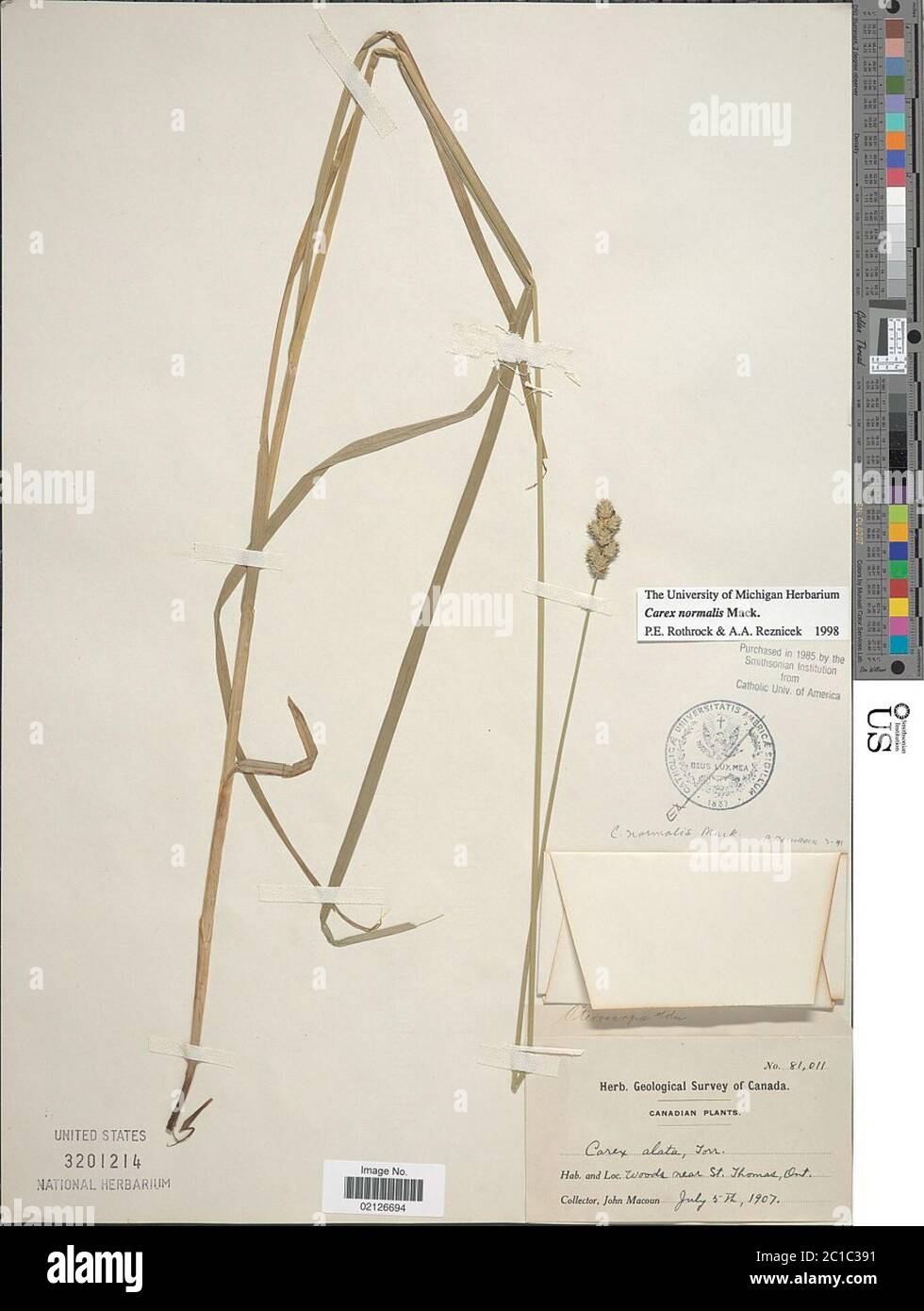 Carex normalis Mack Carex normalis Mack Stock Photo - Alamy