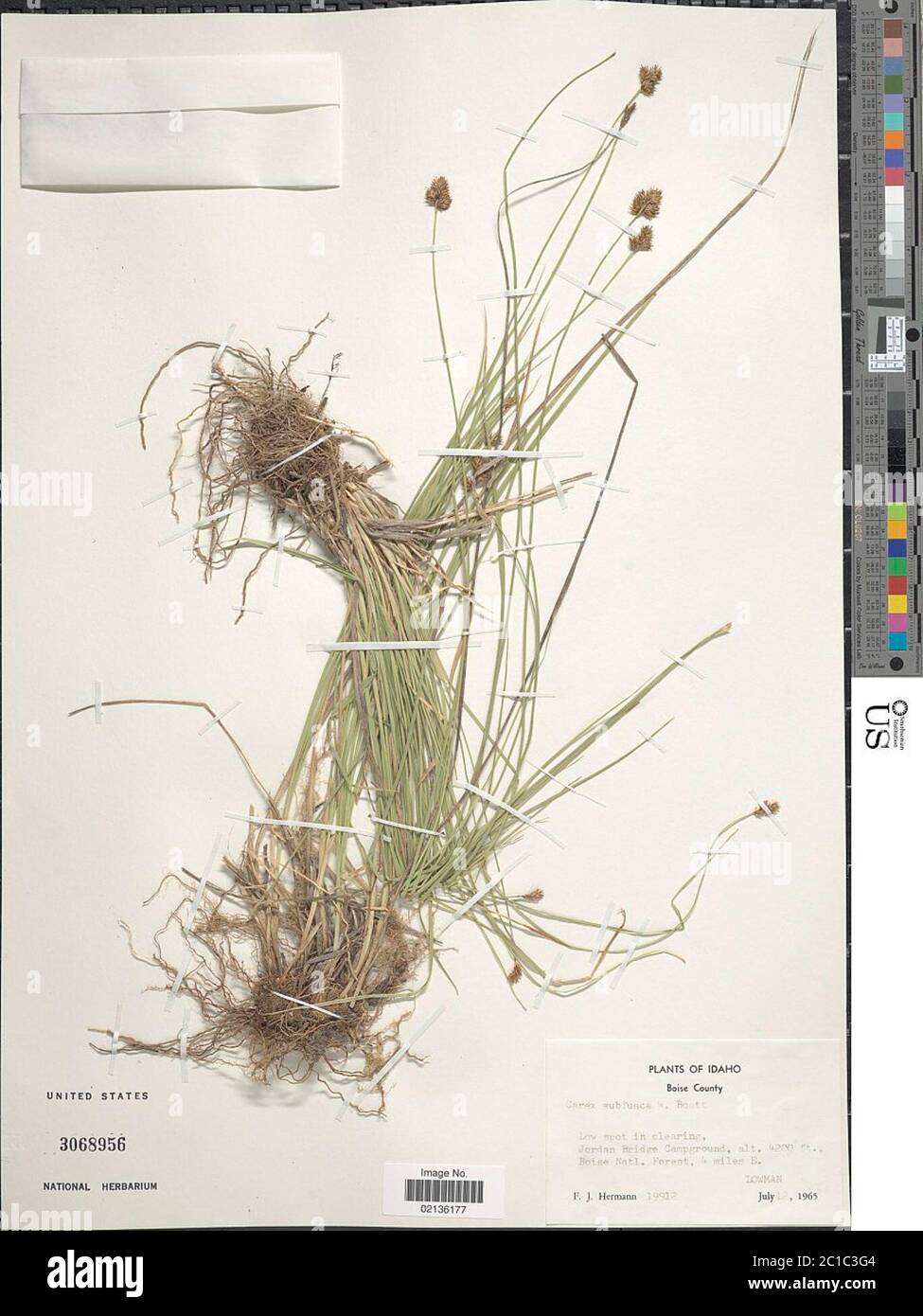 Subfusca hi-res stock photography and images - Alamy