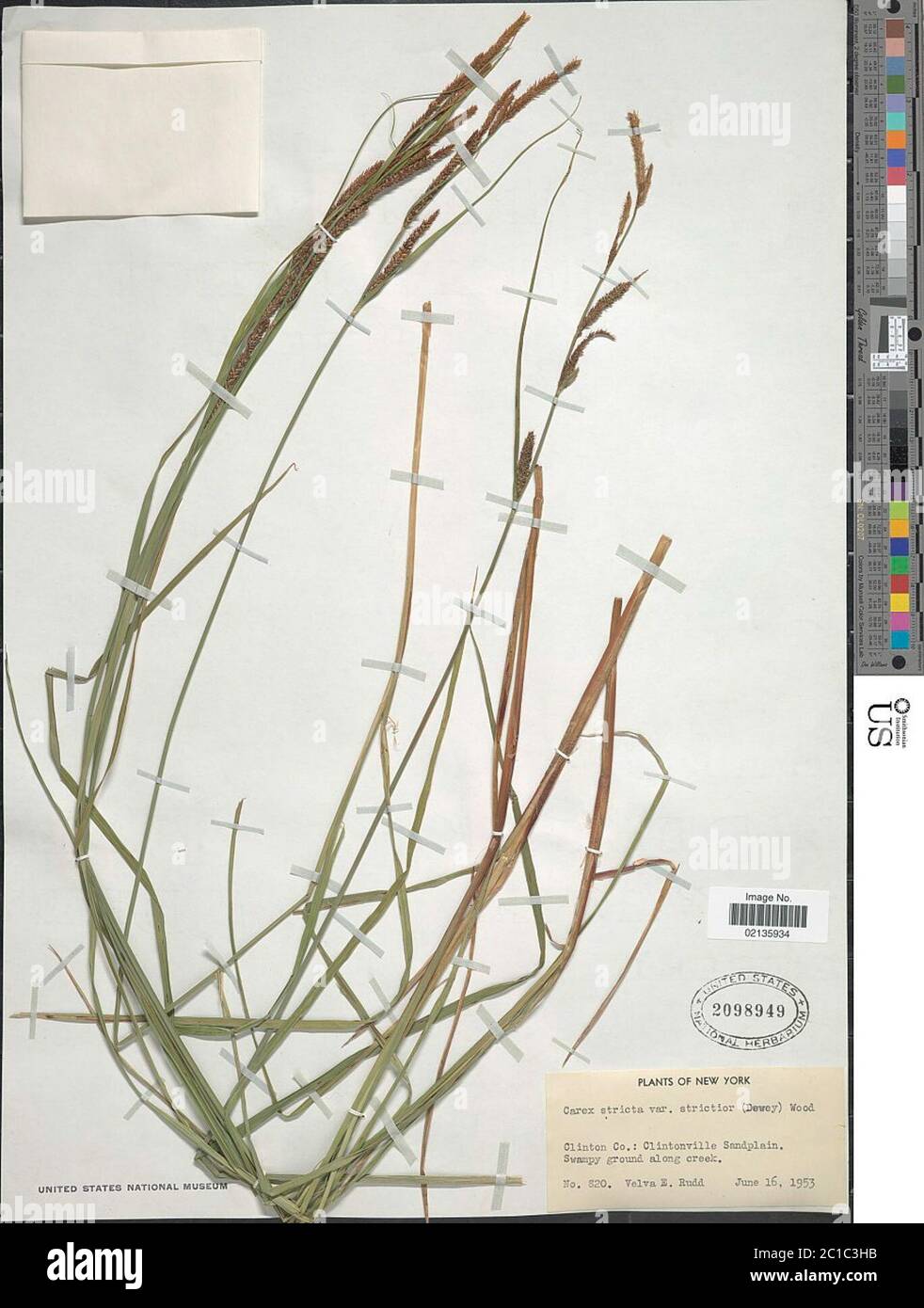 Carex strictior Dewey ex Alph Wood Carex strictior Dewey ex Alph Wood ...