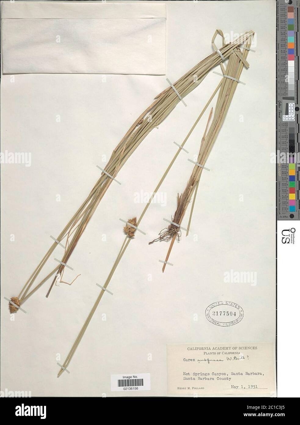 Carex subfusca W Boott Carex subfusca W Boott Stock Photo - Alamy