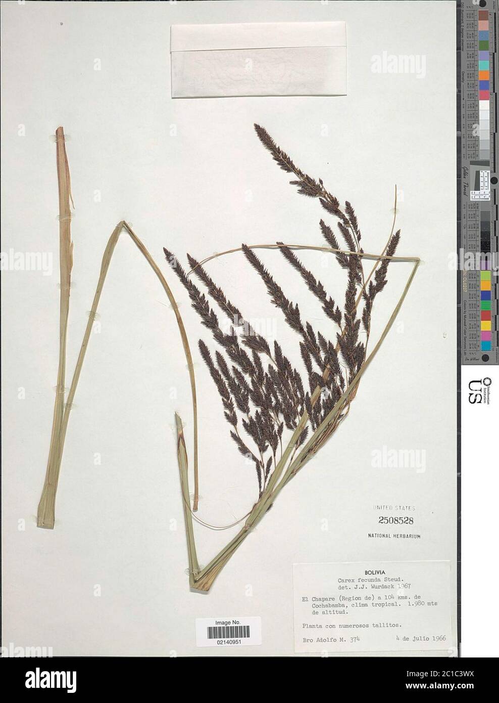 Carex fecunda Steud Carex fecunda Steud Stock Photo - Alamy